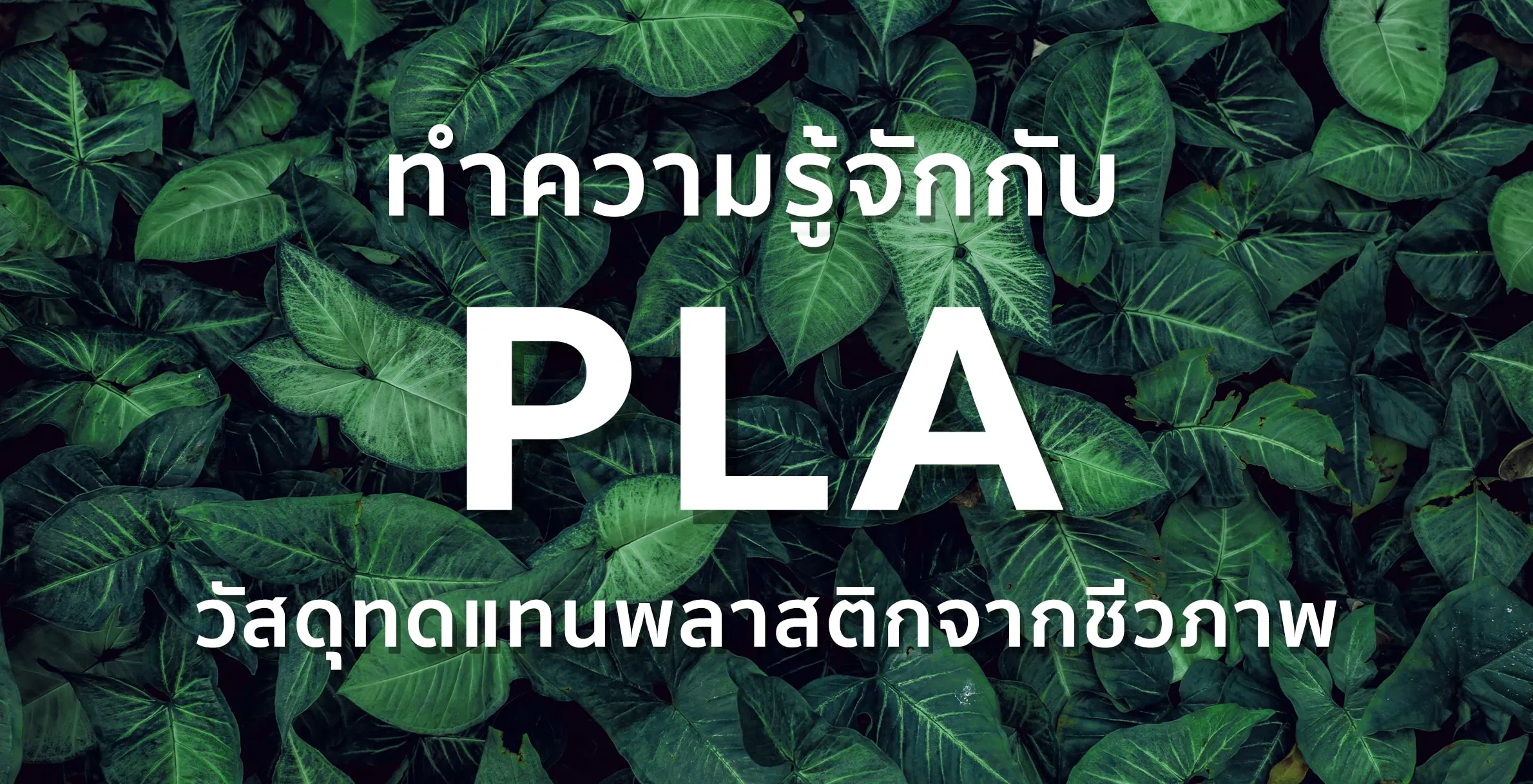 PLA คืออะไร? รู้จักกับพลาสติกชีวภาพ ตัวเลือกที่เป็นมิตรกับสิ่งแวดล้อม ...